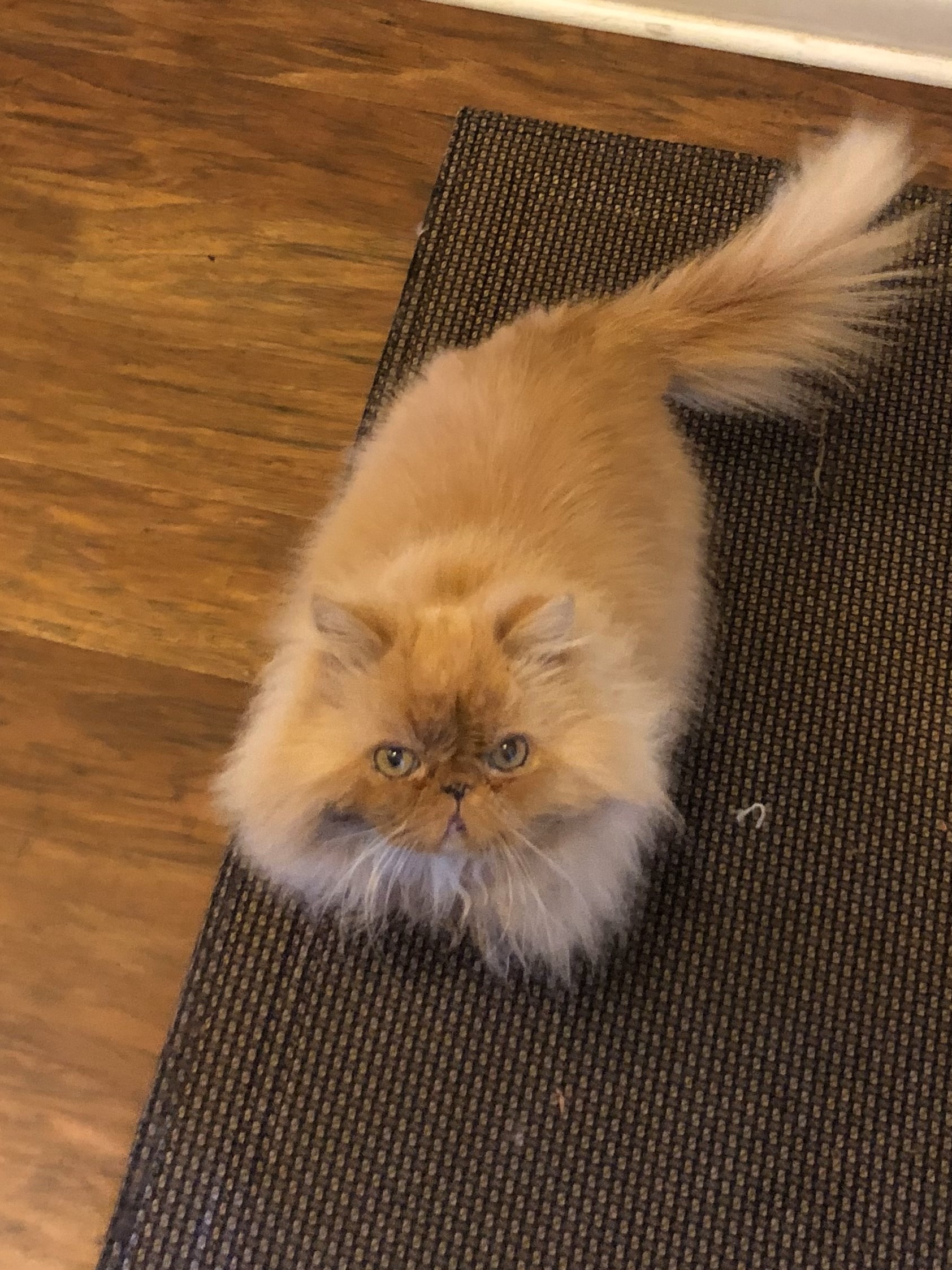 Cats Meow Family | The Cat's Meow Cat Sitters Nashville