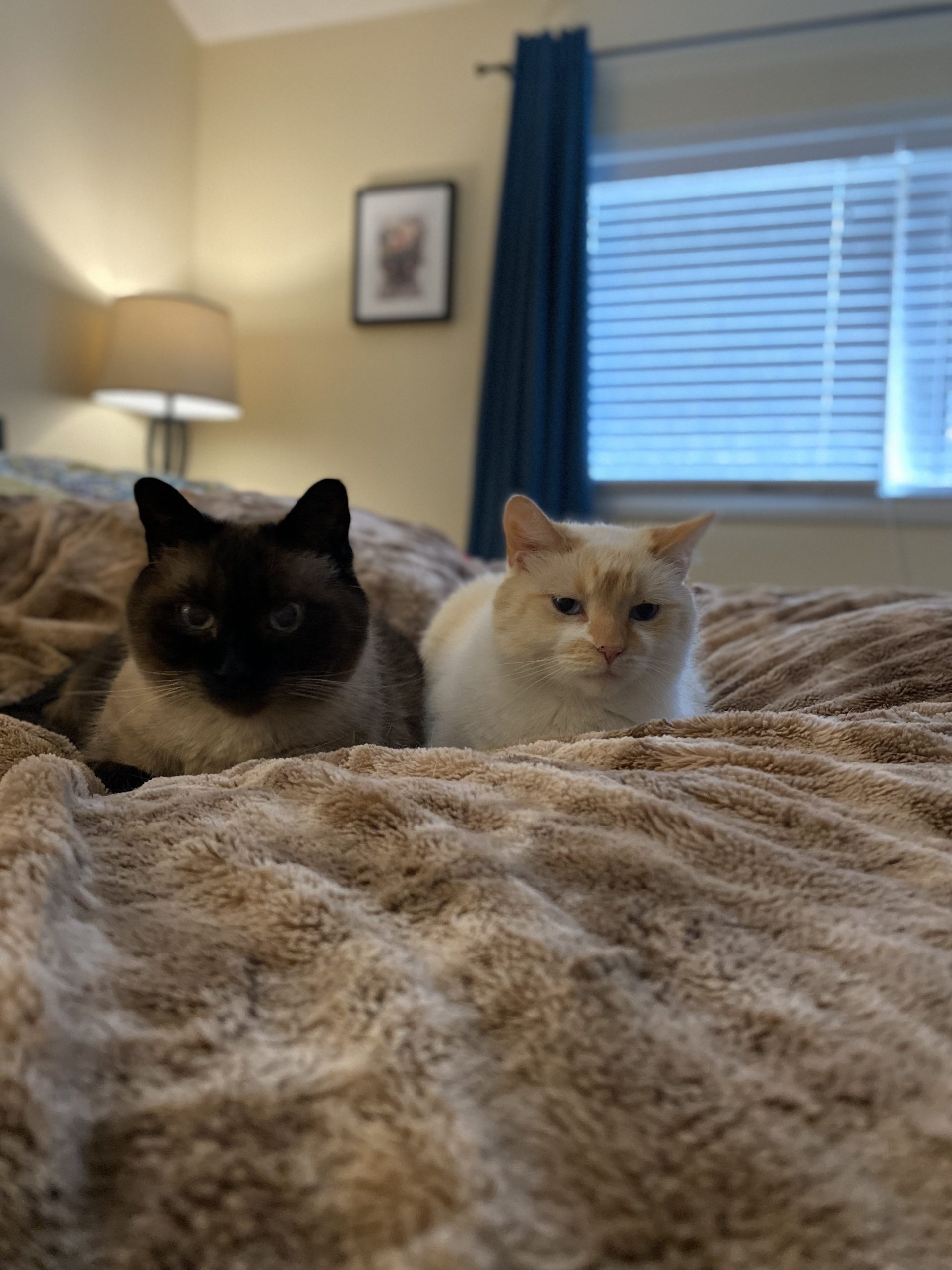 Cats Meow Family | The Cat's Meow Cat Sitters Nashville